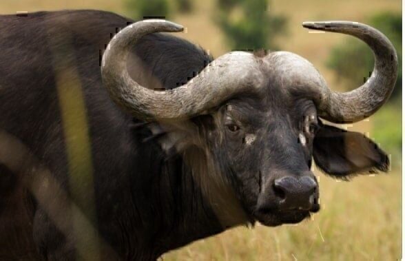 9 Examples of Animals that Work Together in Nature